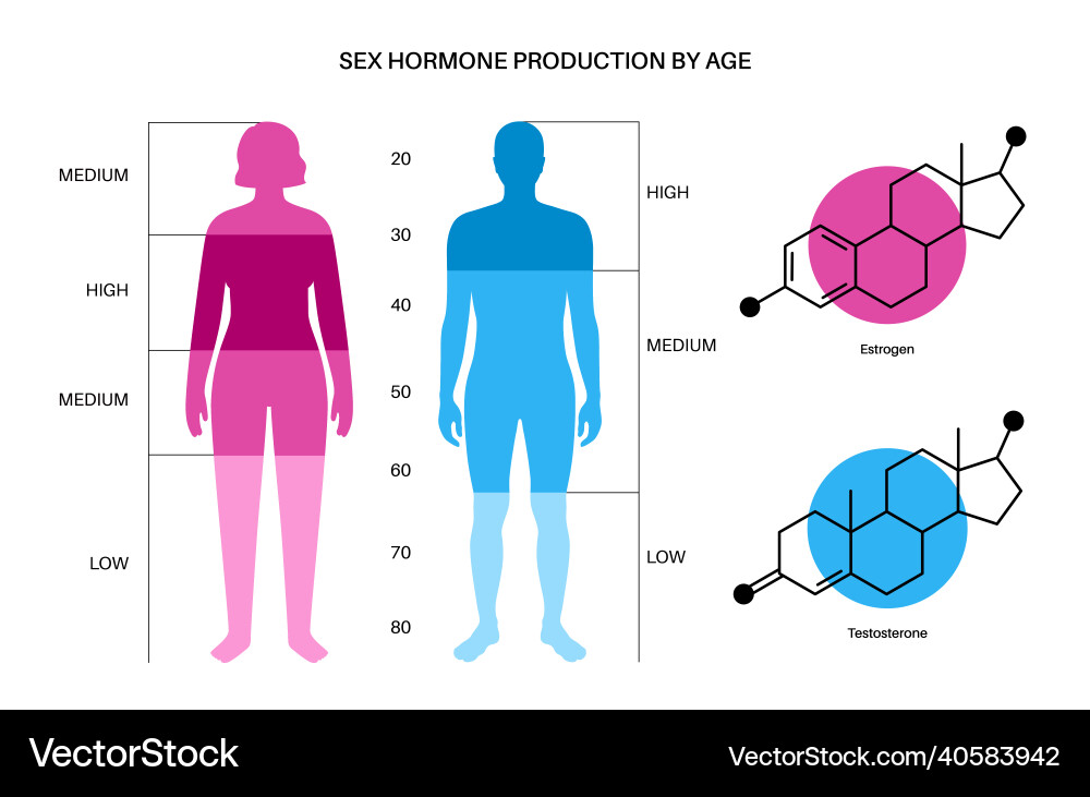 Hormone Balance Chart: Estrogen & Testosterone