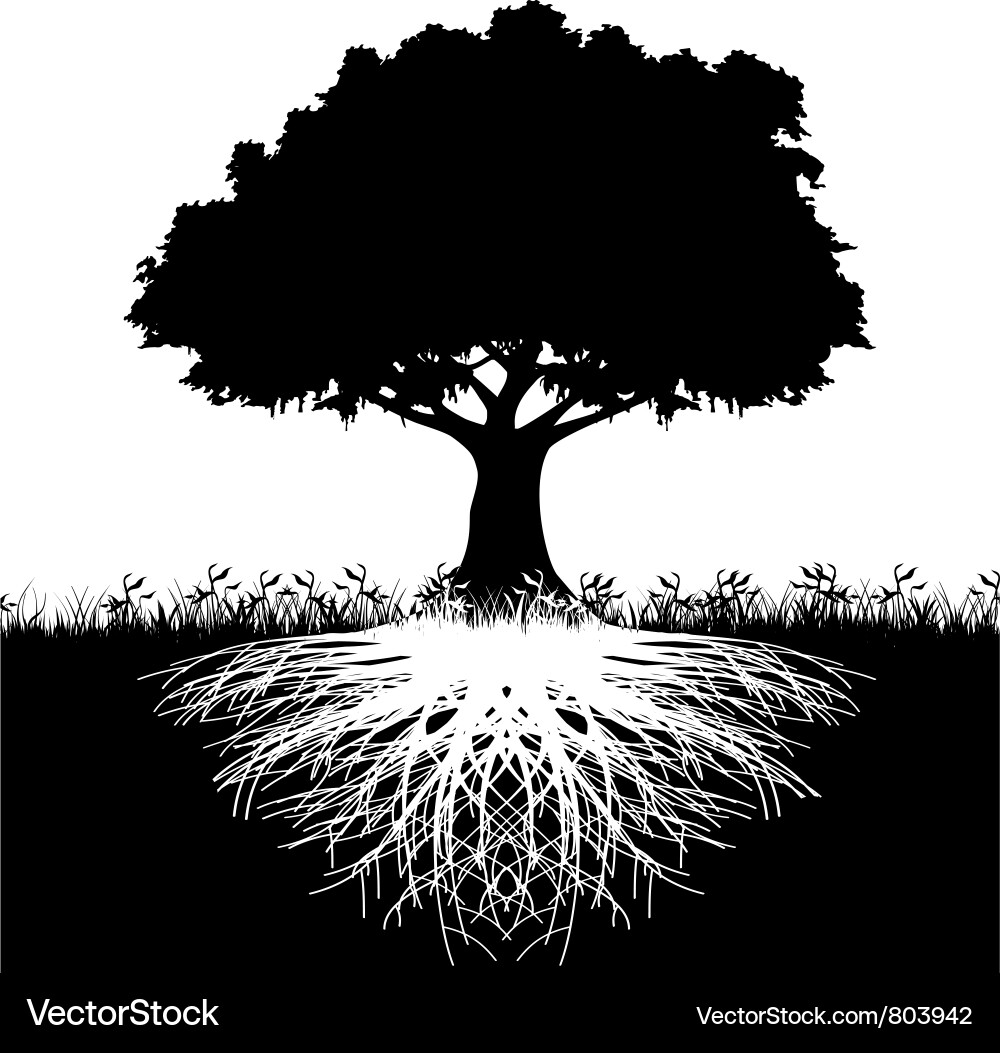 Tree with Roots Outline Vector Images (over 3,700)