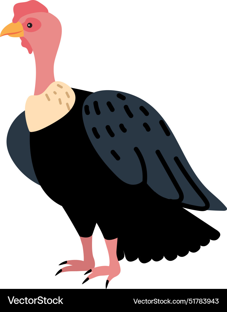 Andean condor large bird species Royalty Free Vector Image