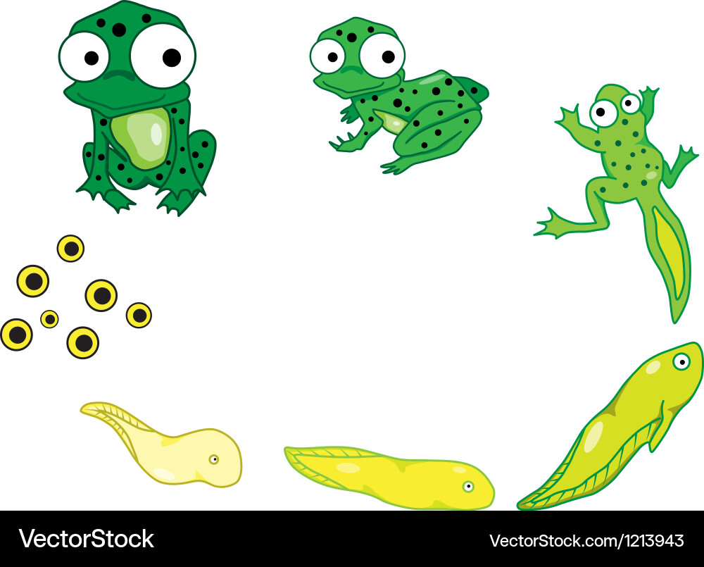 Frog Life Cycle Cartoon Royalty Free Vector Image