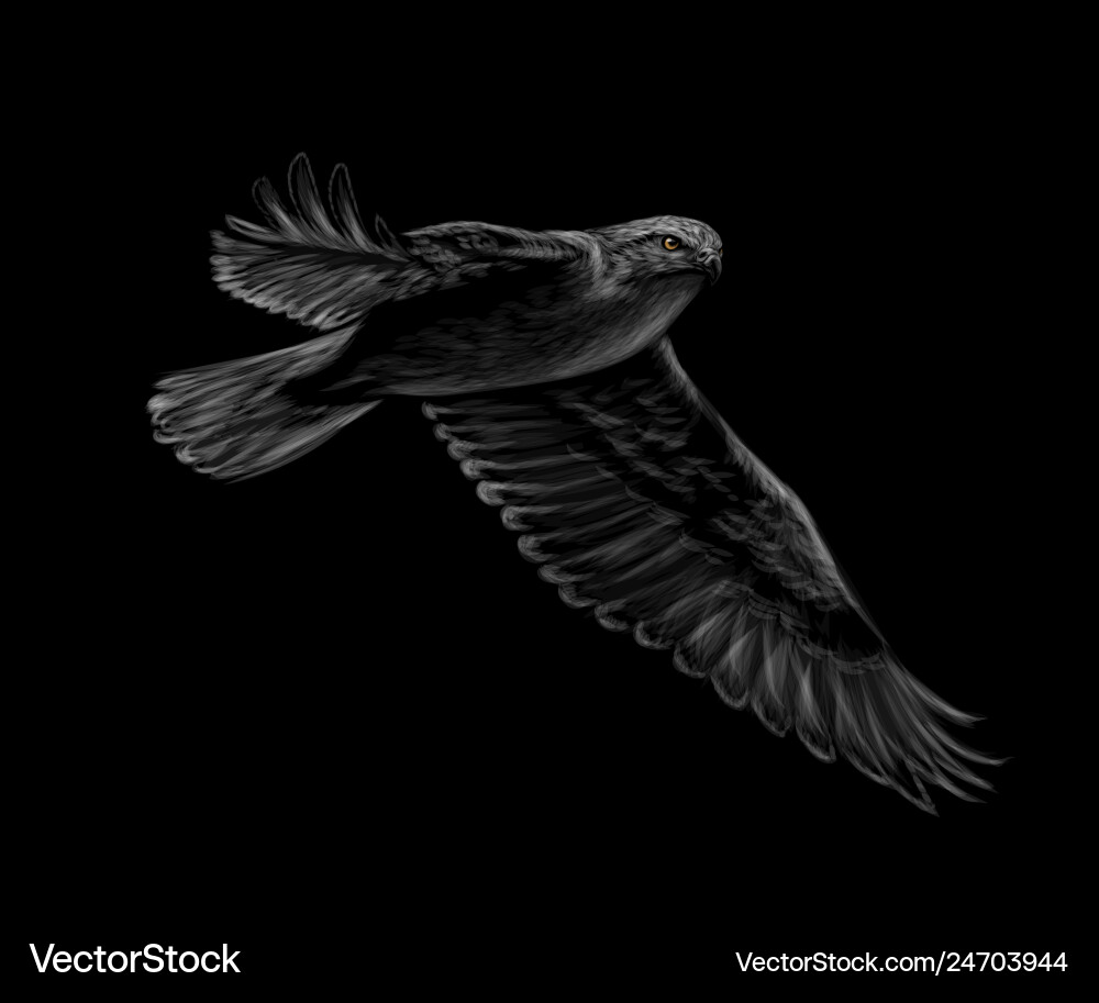 Flying Falcon on Black Royalty Free Vector Image