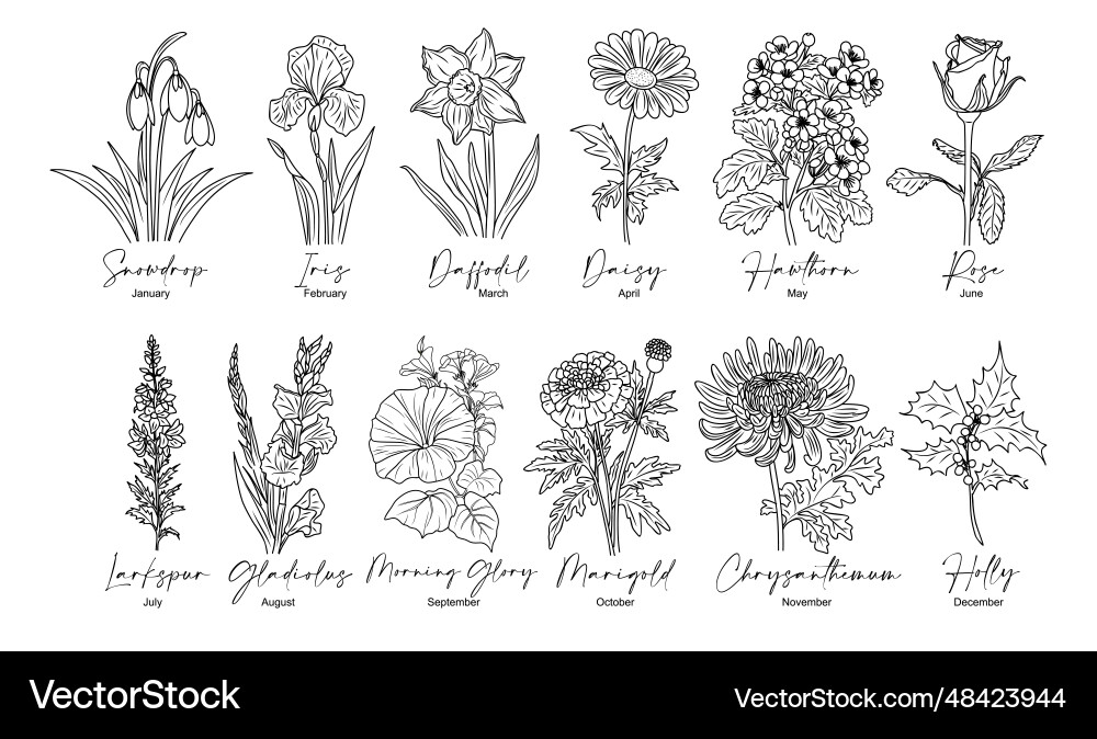 Set of birth flower line art Royalty Free Vector Image
