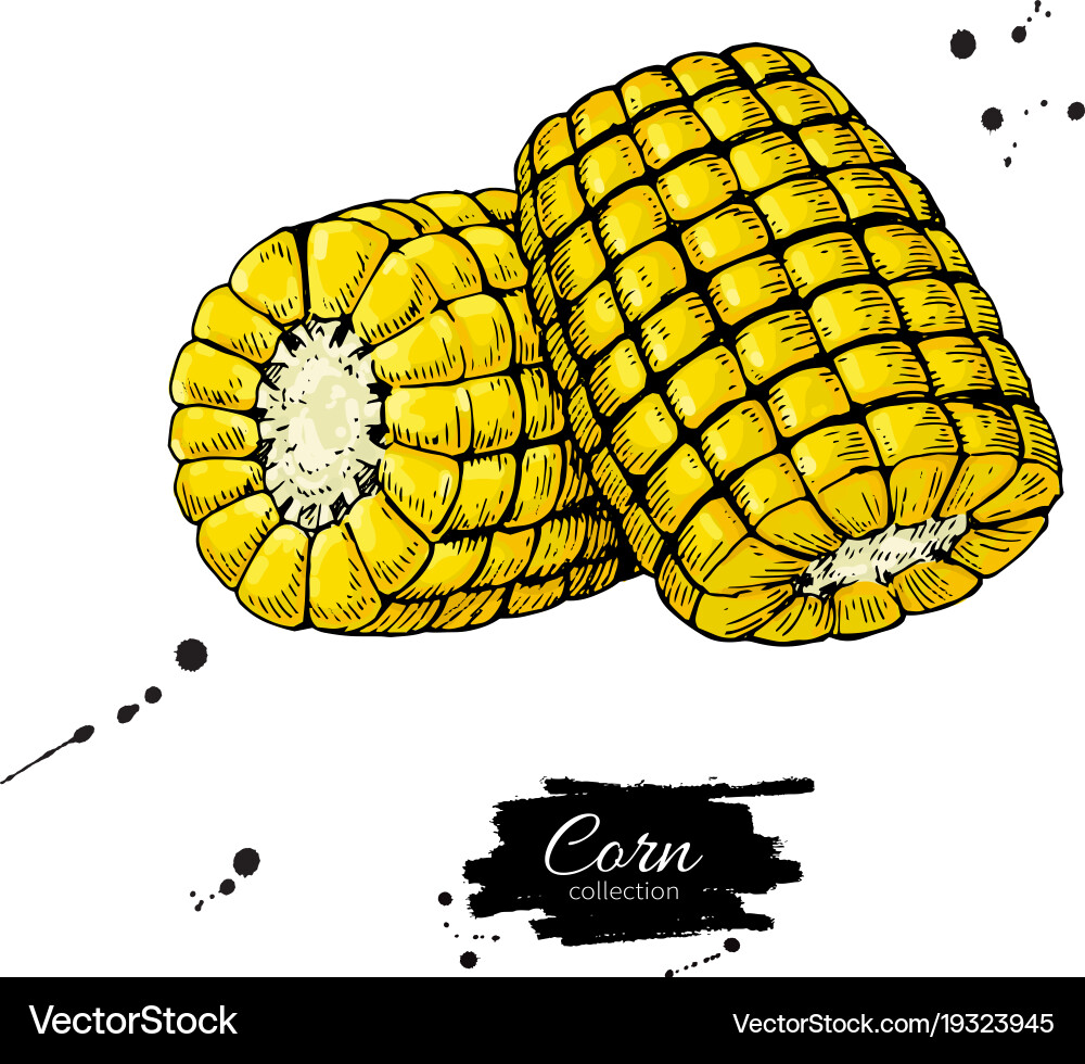 Corn cob hand drawn Royalty Free Vector Image - VectorStock