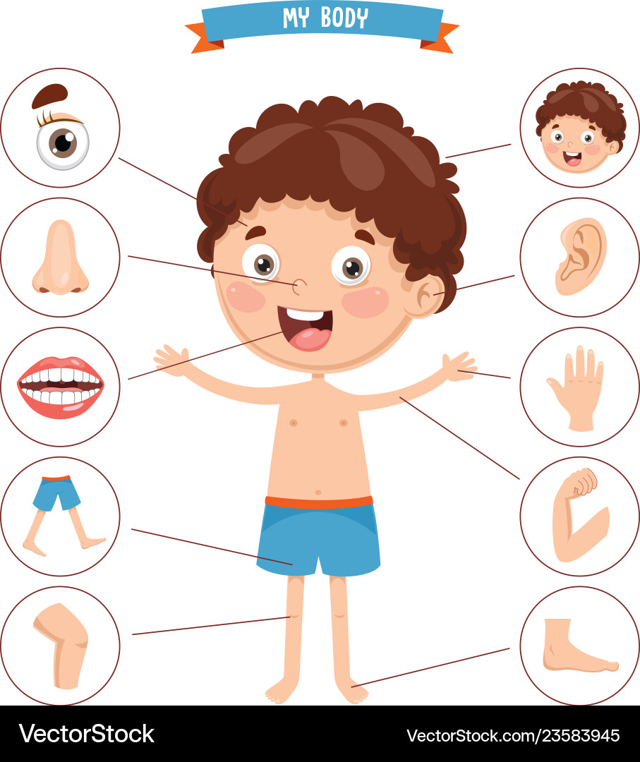 Human body Royalty Free Vector Image - VectorStock