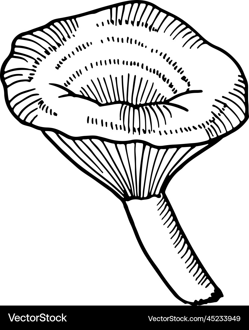 Hand drawn mushroom fungus sketch agaric Vector Image