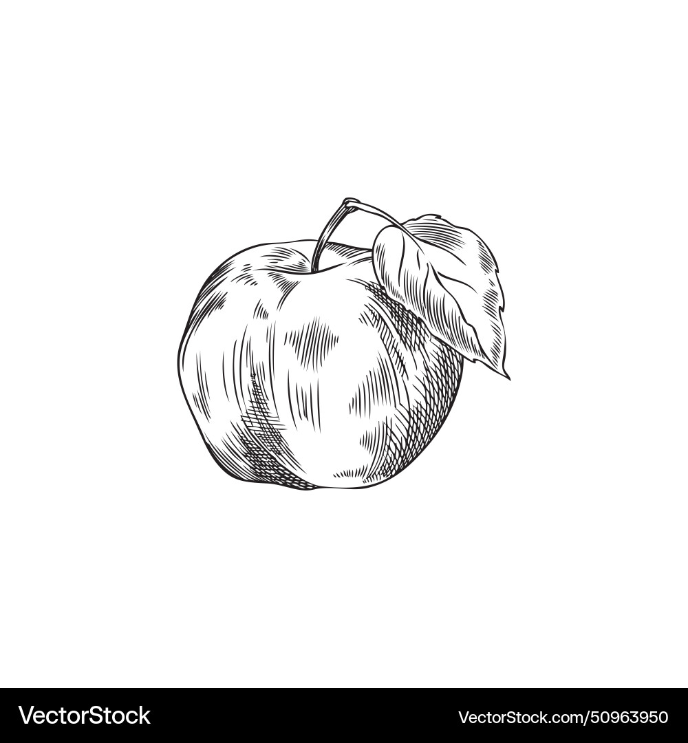 Apple with leaf engraved hand drawn sketch Vector Image