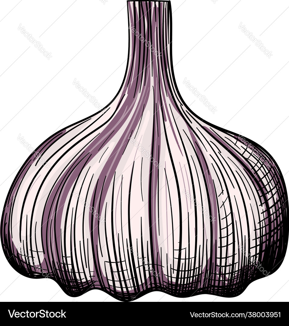 Garlic icon Royalty Free Vector Image - VectorStock