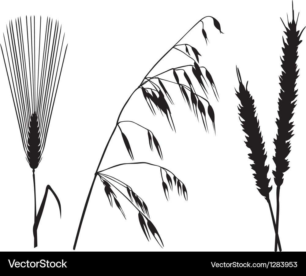 Crops Royalty Free Vector Image - VectorStock
