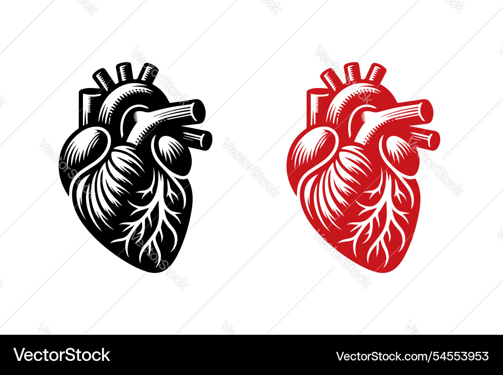 Human cardiac heart silhouette Royalty Free Vector Image