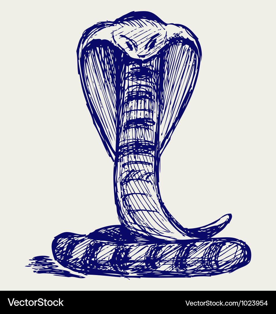 Detailed Snake Sketch Royalty Free Vector Image