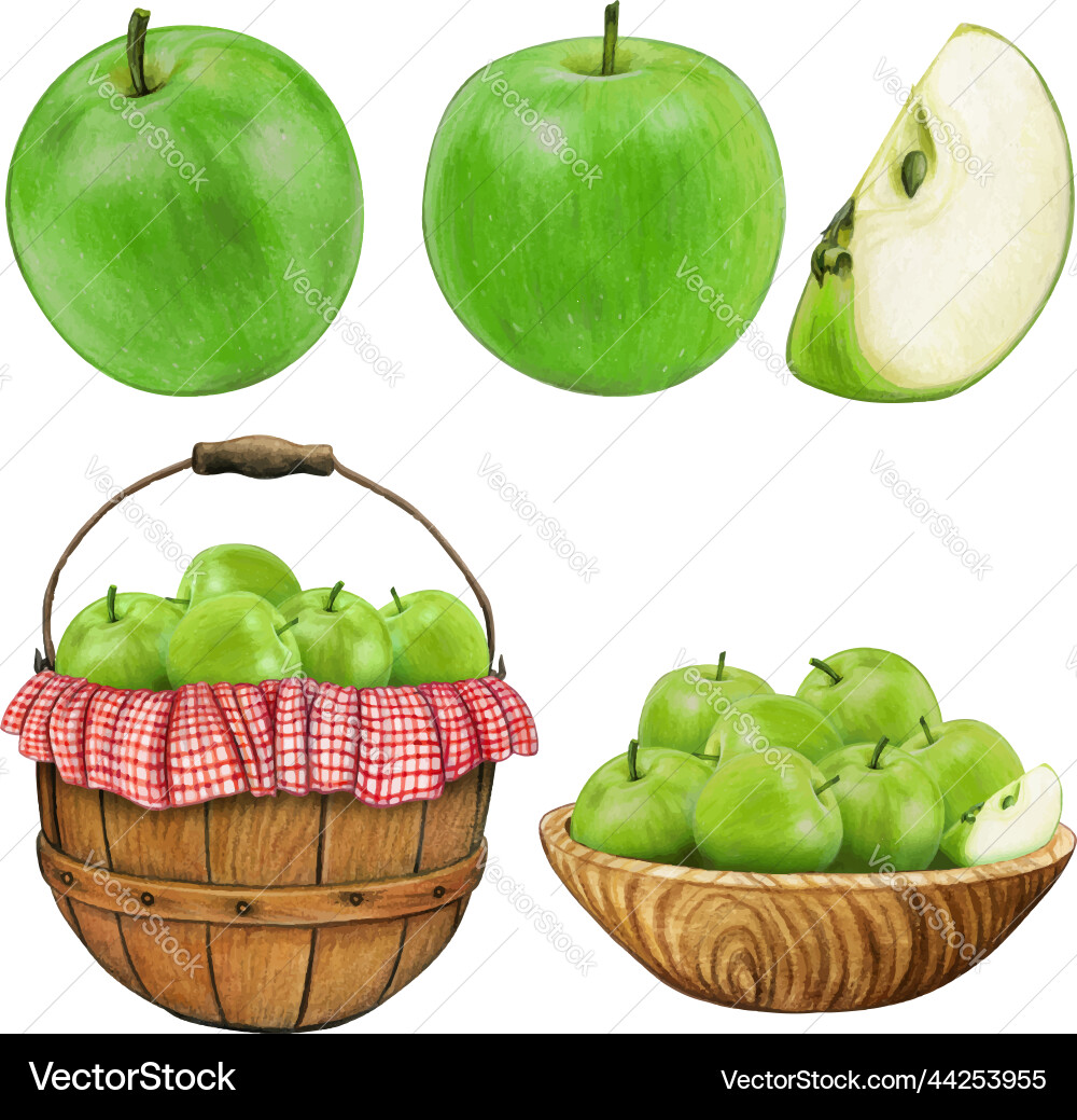 Watercolor hand drawn realistic apples Royalty Free Vector
