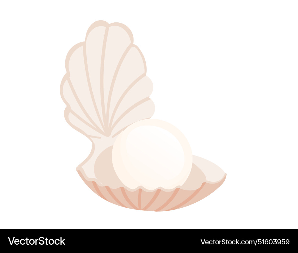 Opened white clam with pearl inside seashell Vector Image