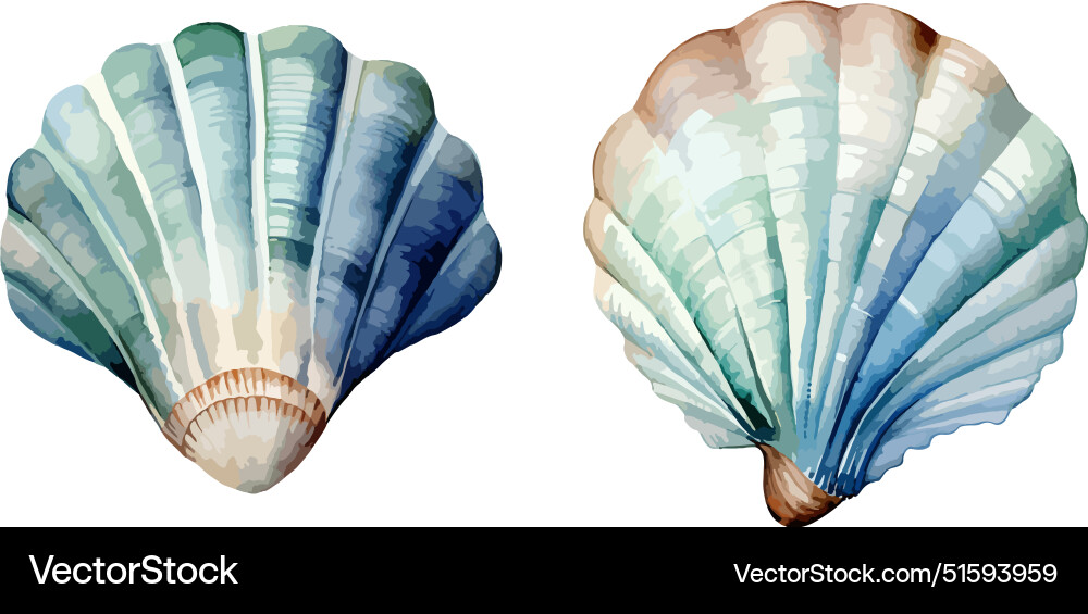 Sea shell clipart Royalty Free Vector Image - VectorStock
