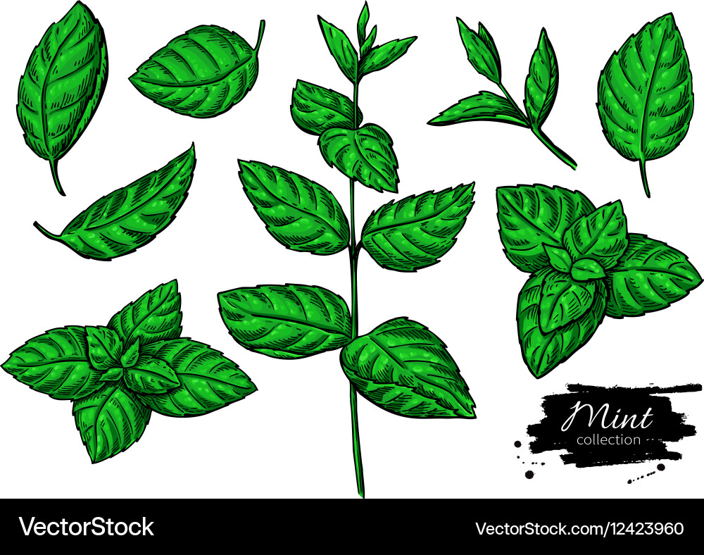 Mint drawing set isolated plant and leaves Vector Image