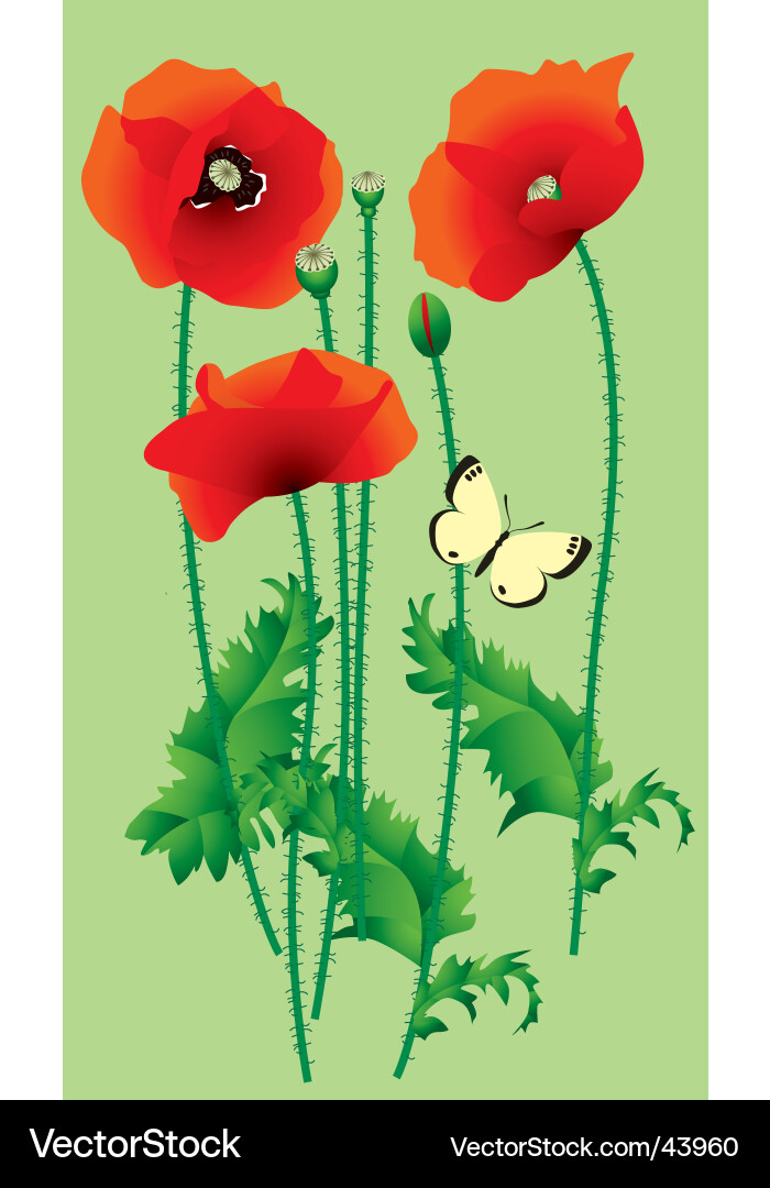 Poppy Royalty Free Vector Image - VectorStock