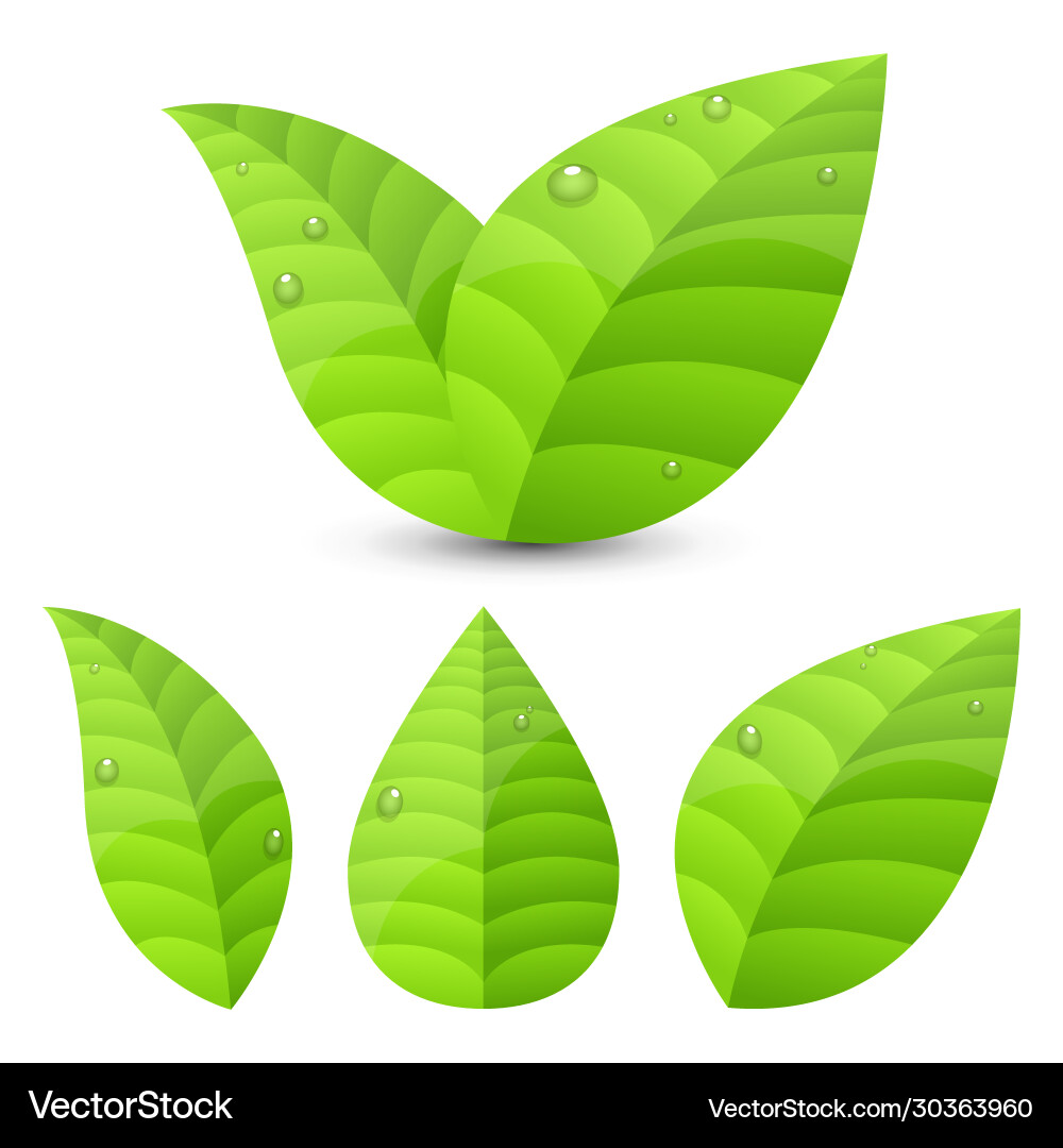 Realistic Leaf Collection Royalty Free Vector Image
