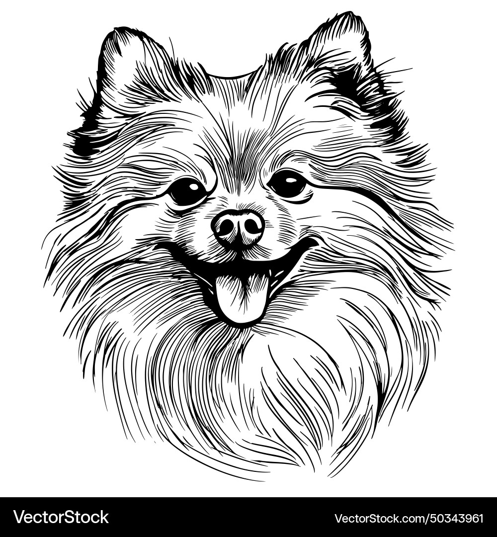 Spitz dog sketch Royalty Free Vector Image - VectorStock