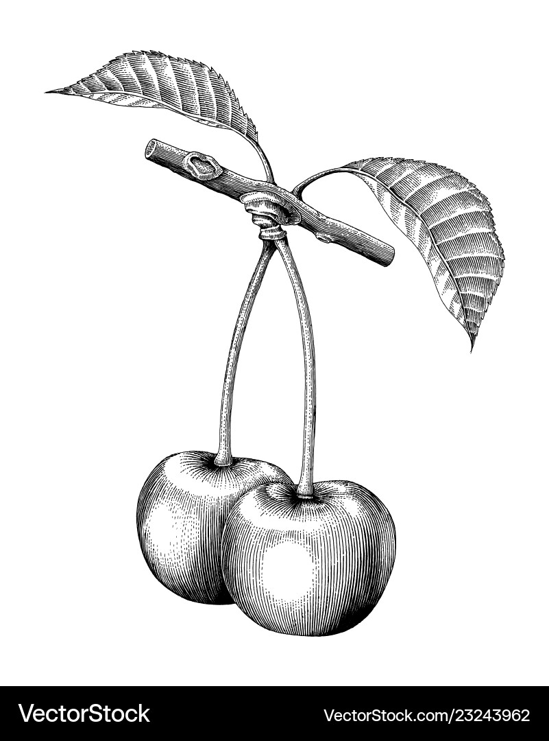 Cherry hand drawing vintage engraving Royalty Free Vector