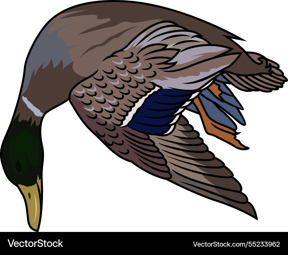Dead mallard duck hunting logo Royalty Free Vector Image
