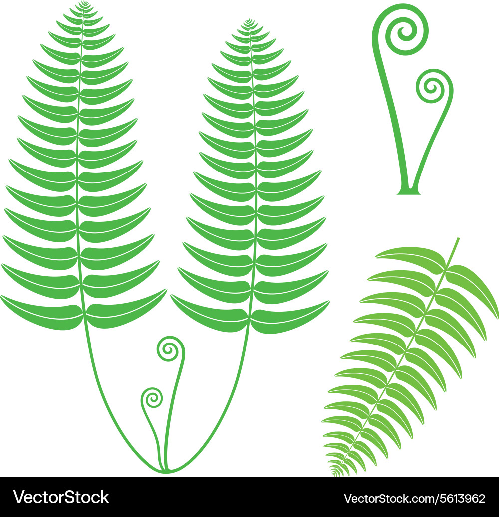 Fern Royalty Free Vector Image - VectorStock