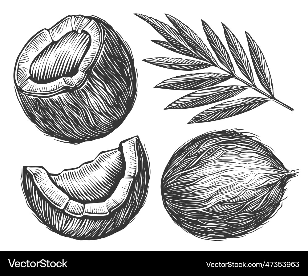 Coconut fresh tropical nut and tree leaves palm Vector Image