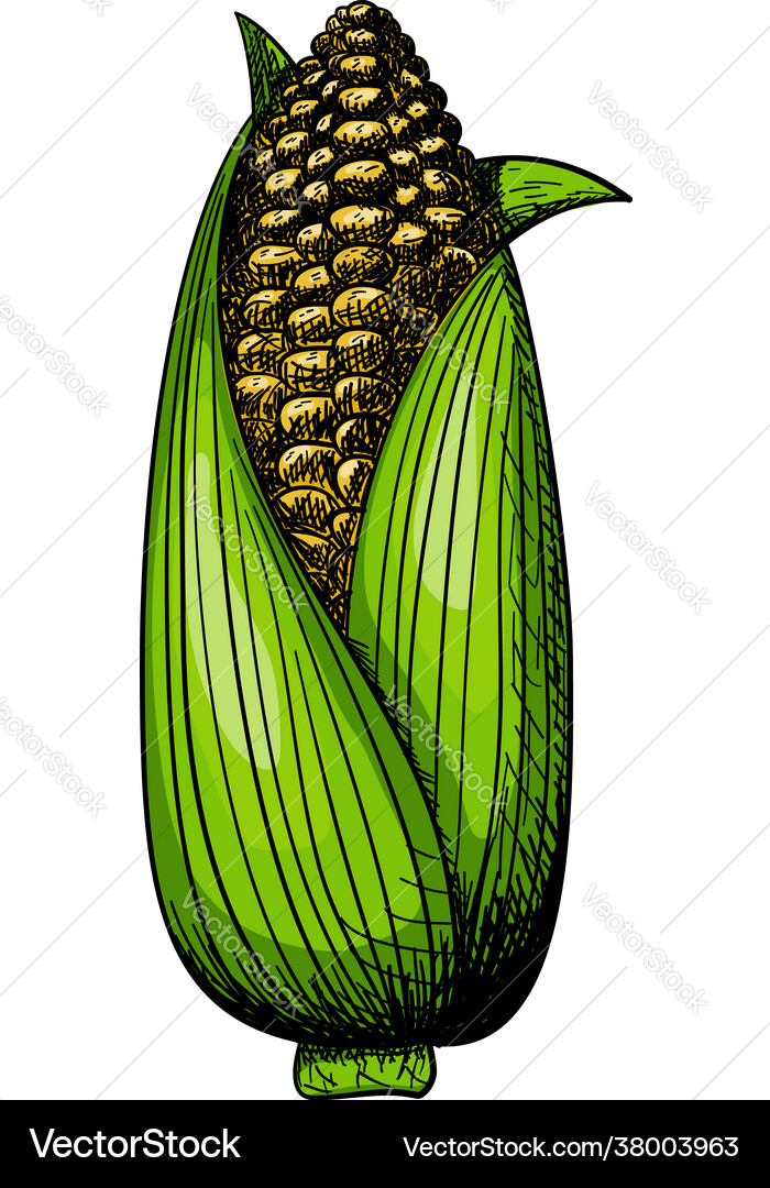 Corn icon Royalty Free Vector Image - VectorStock
