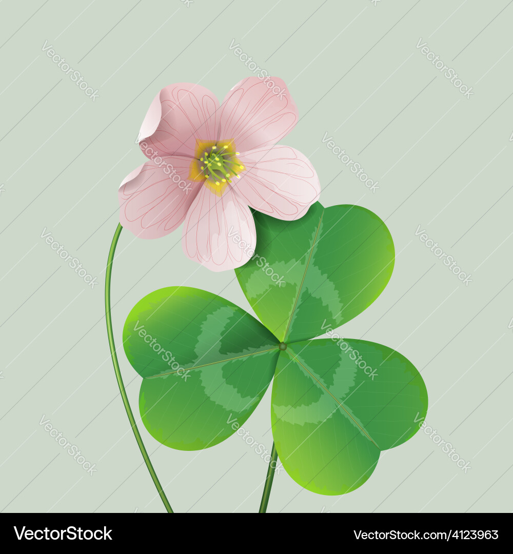 Oxalis Royalty Free Vector Image - VectorStock