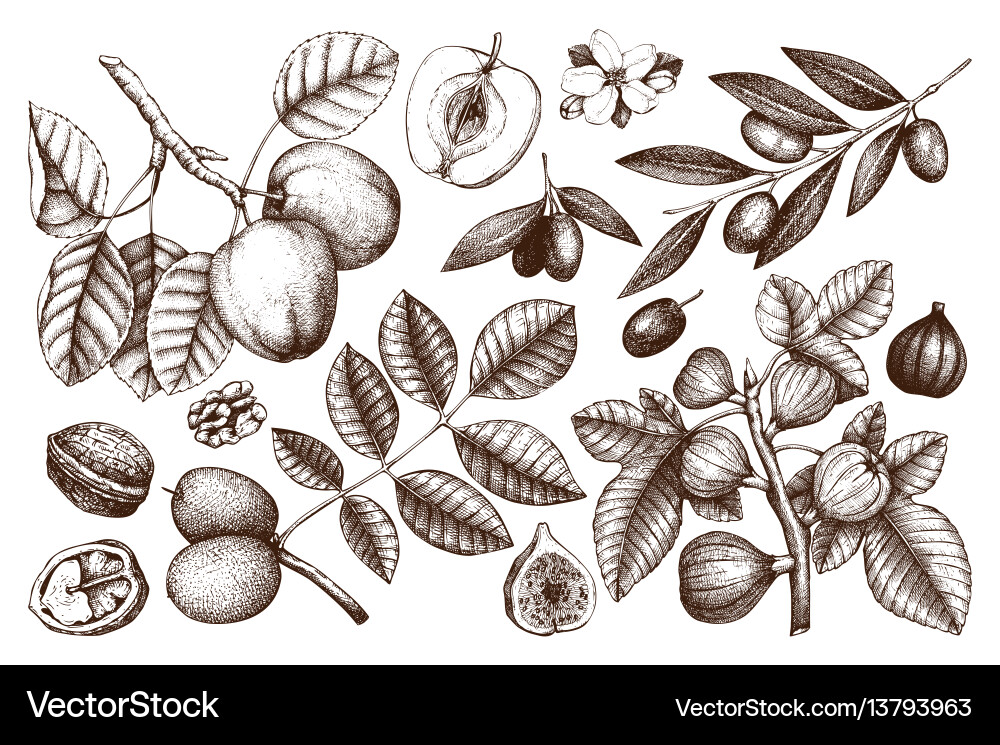 Sammlung von handgezeichneten Bäumen Lizenzfreier Vektor