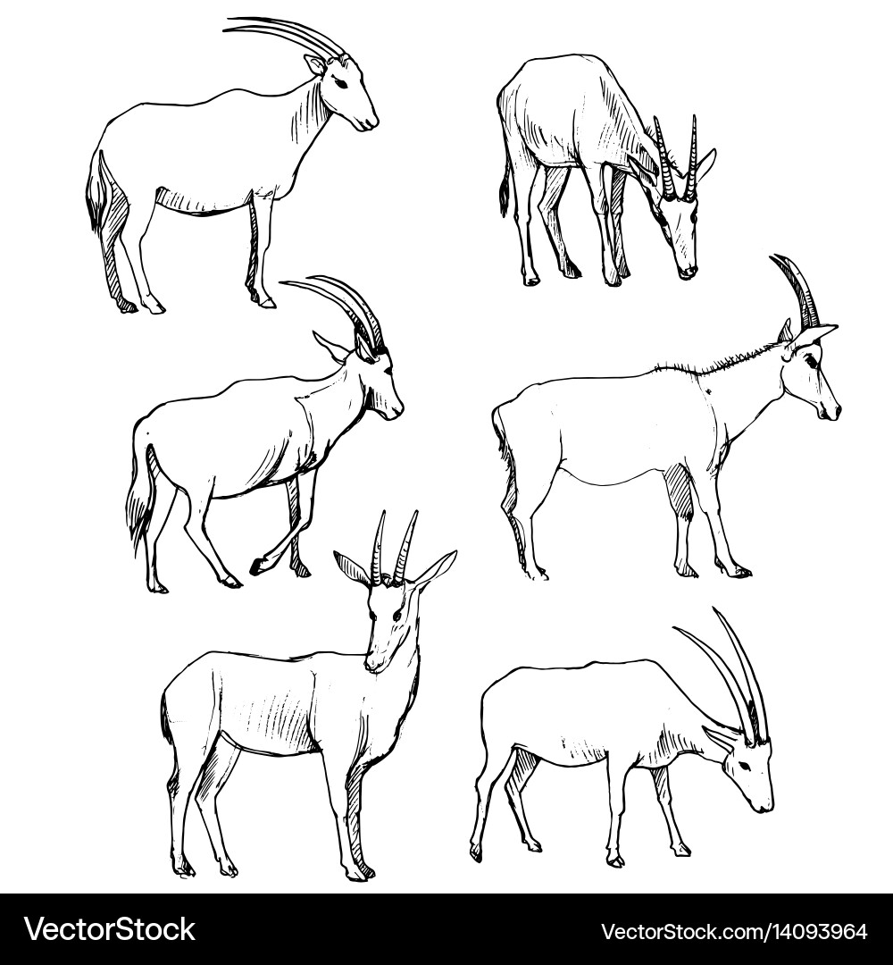 Antelope Sketch Collection Royalty Free Vector Image