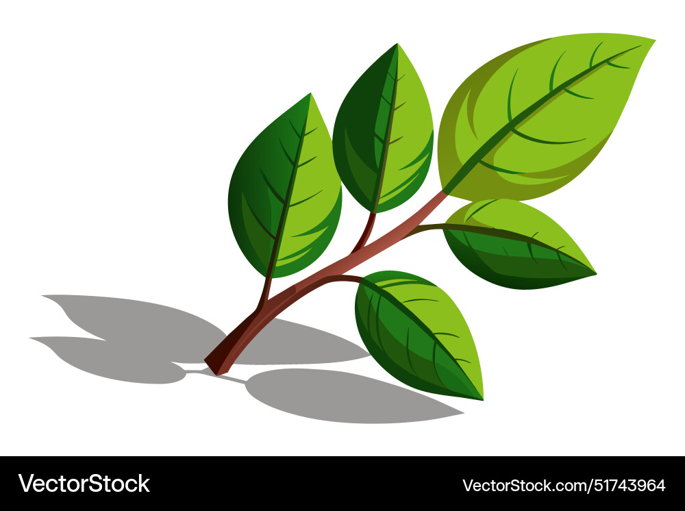 Summer tree leafs branch shadow shade flat Vector Image