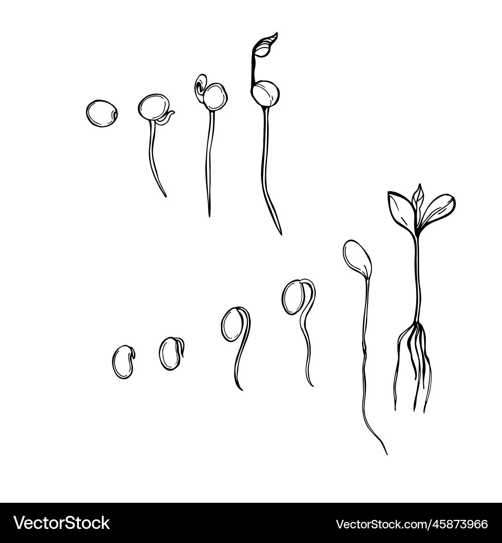 Seed germination sketch Royalty Free Vector Image
