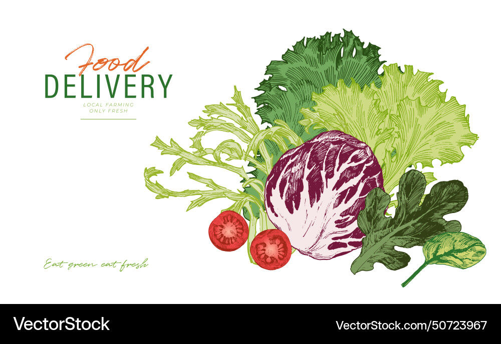 Food delivery lettuce Royalty Free Vector Image