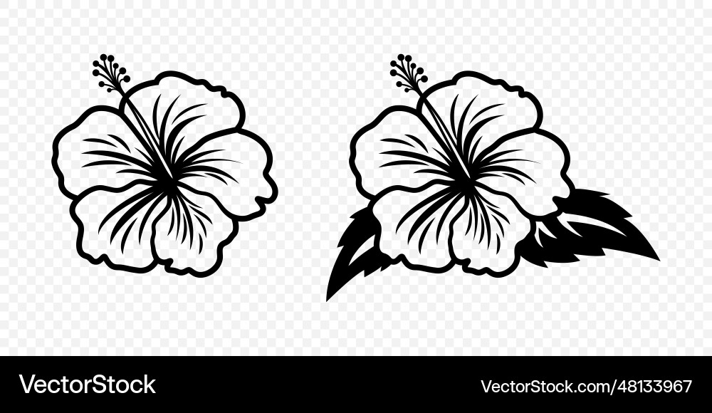 Hibiscus Flower Outline Royalty Free Vector Image