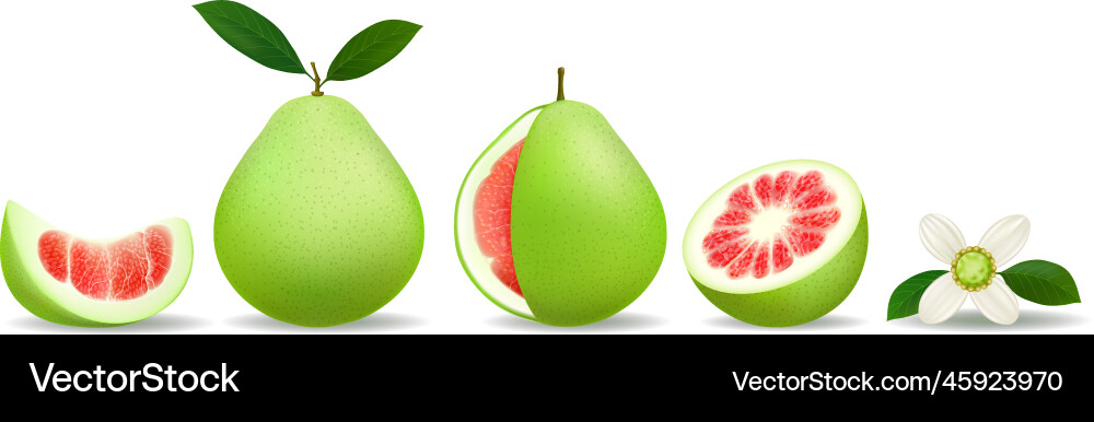 Pomelo whole slices and flower Royalty Free Vector Image