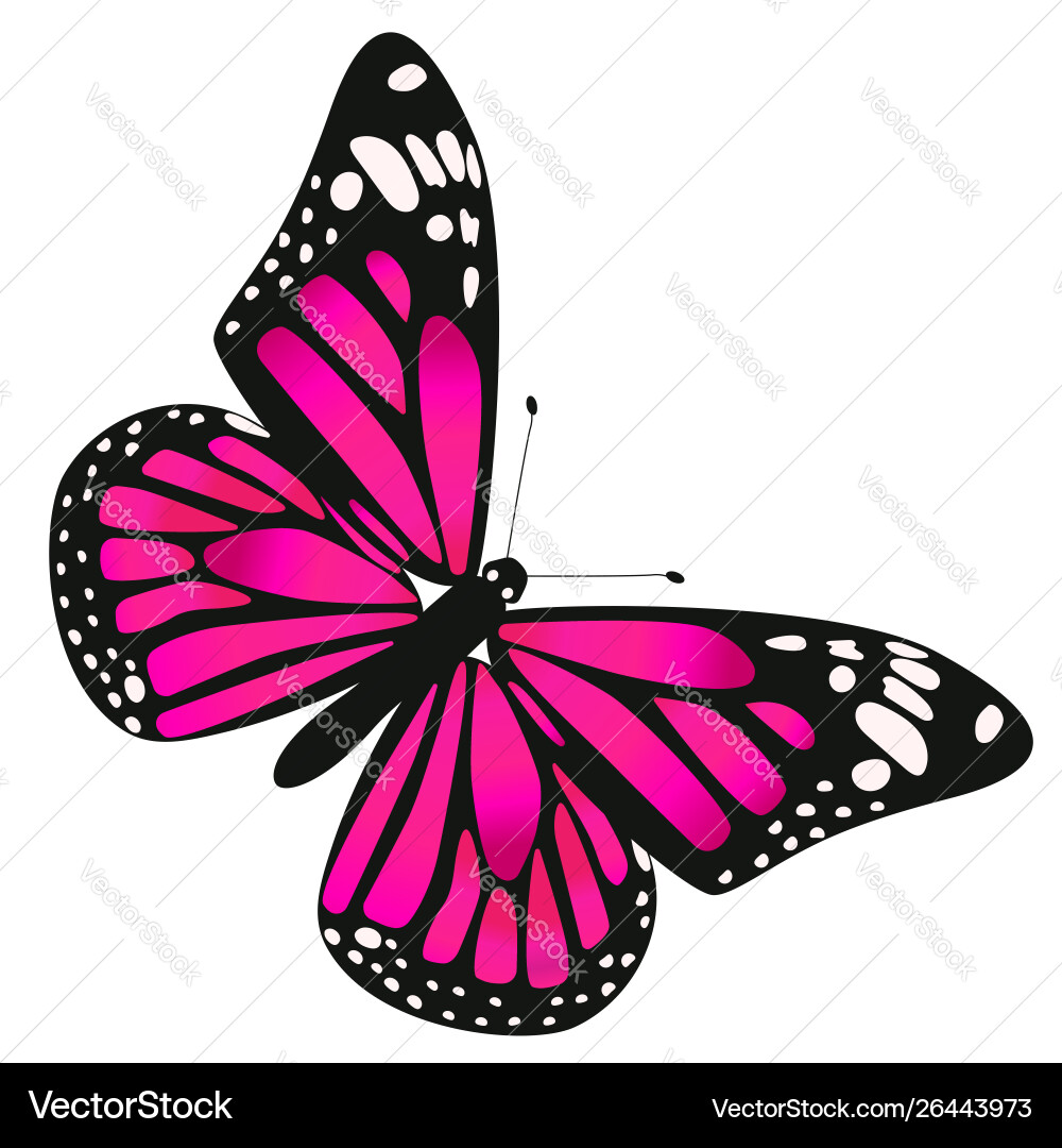 Dark Pink Butterfly Graphic Royalty Free Vector Image