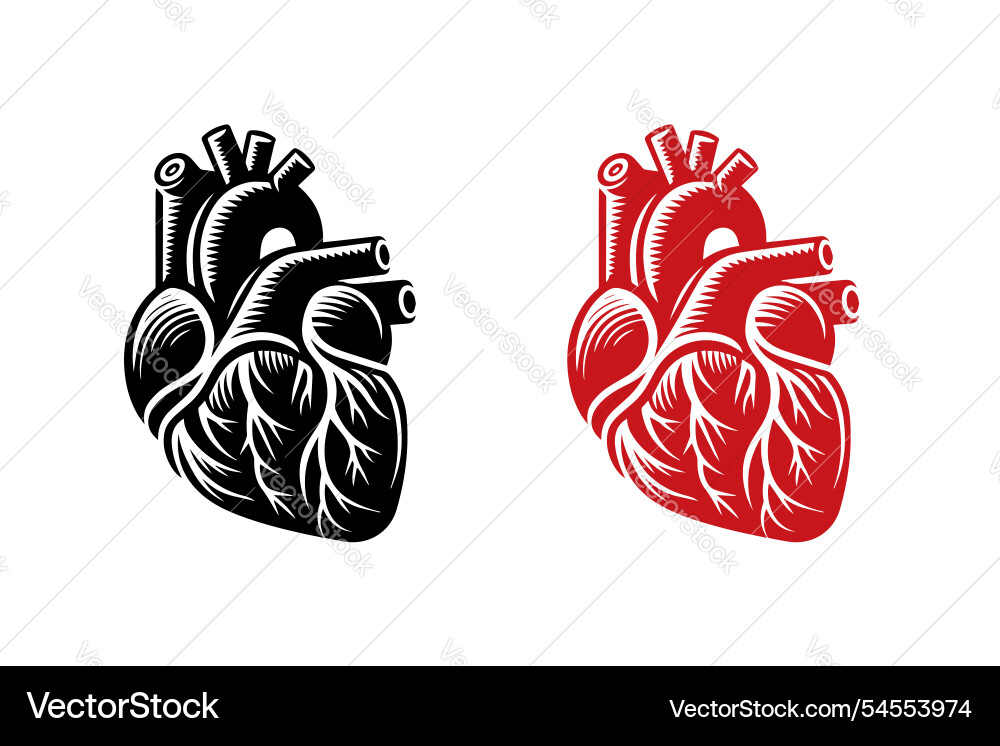 Human cardiac heart silhouette Royalty Free Vector Image