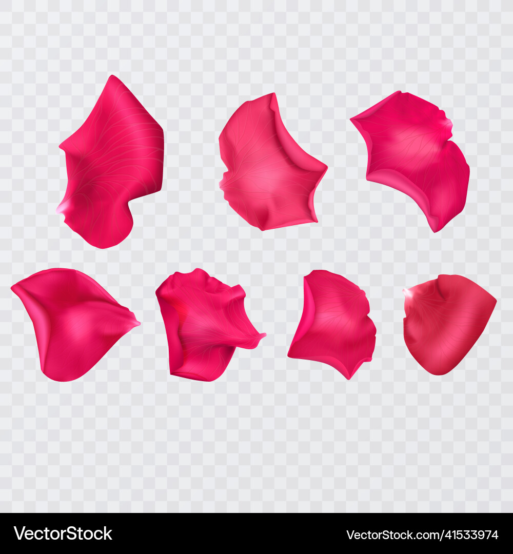 Red rose petals on a transparent background Vector Image