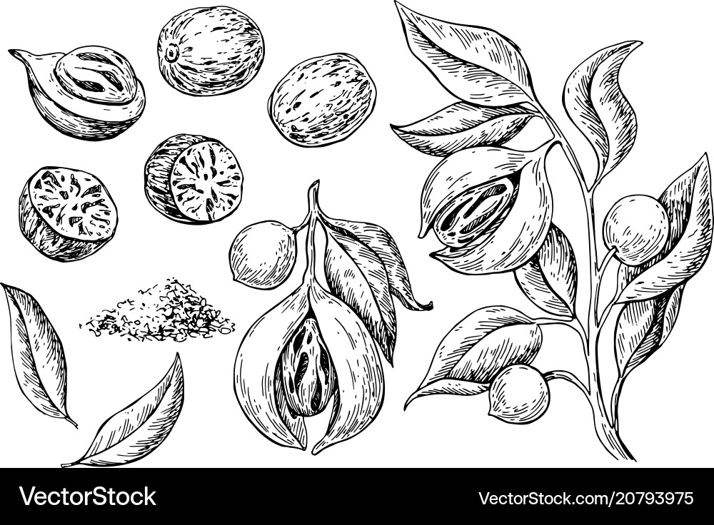 Nutmeg spice drawing ground seasoning nut Vector Image