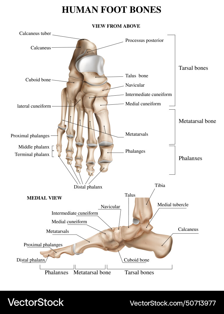 Foot bones anatomy composition Royalty Free Vector Image