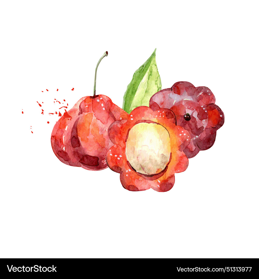 Watercolor pitanga Royalty Free Vector Image - VectorStock