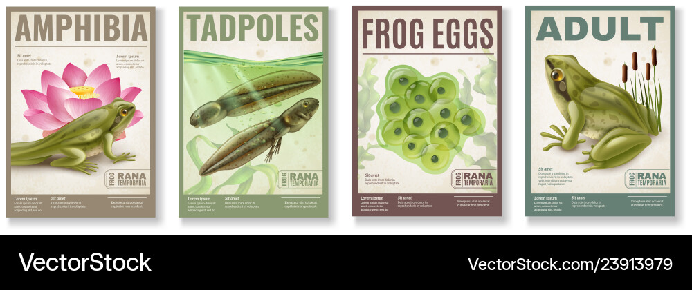 Frog life cycle posters set Royalty Free Vector Image