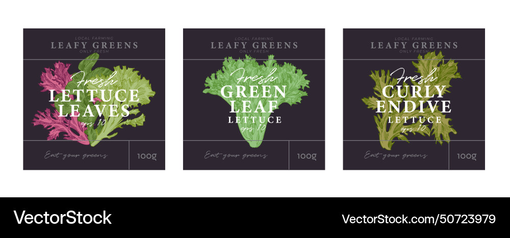Lettuce packaging template on black Royalty Free Vector