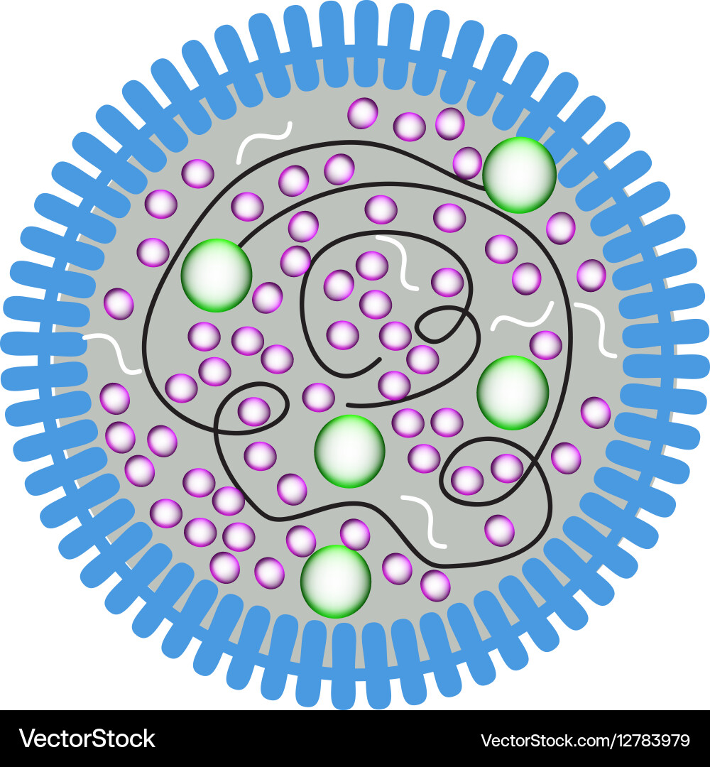 Mycoplasma Structure & Microbiology Royalty Free Vector