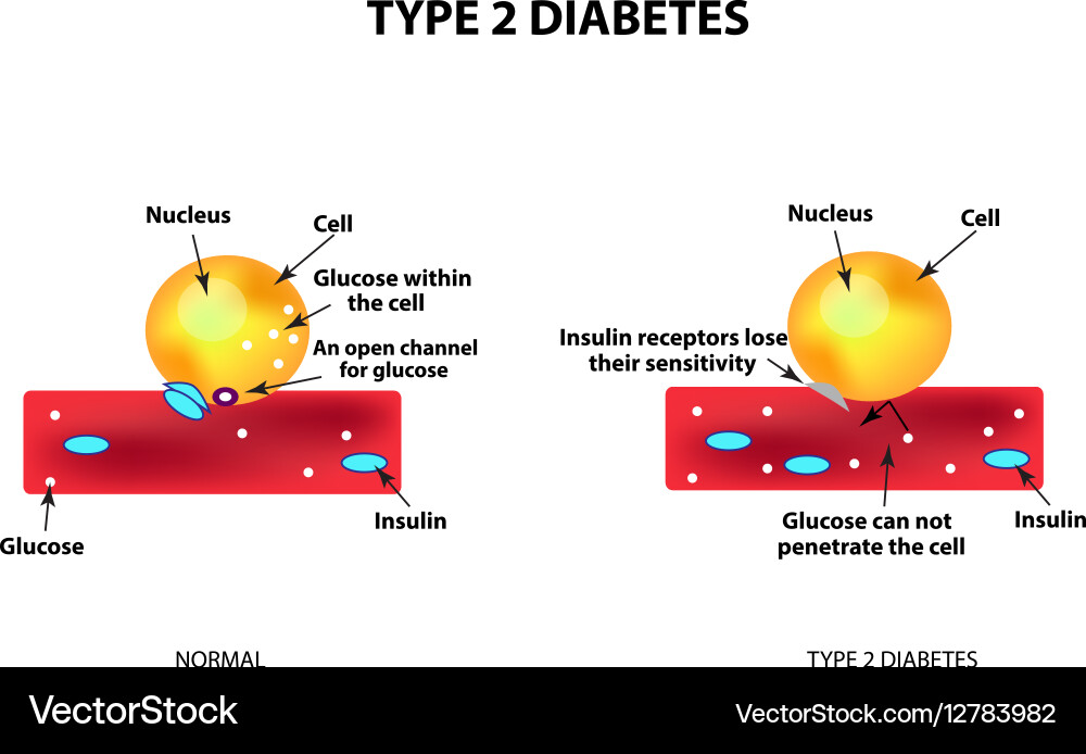 Absorption of glucose by the cell type 2 Vector Image