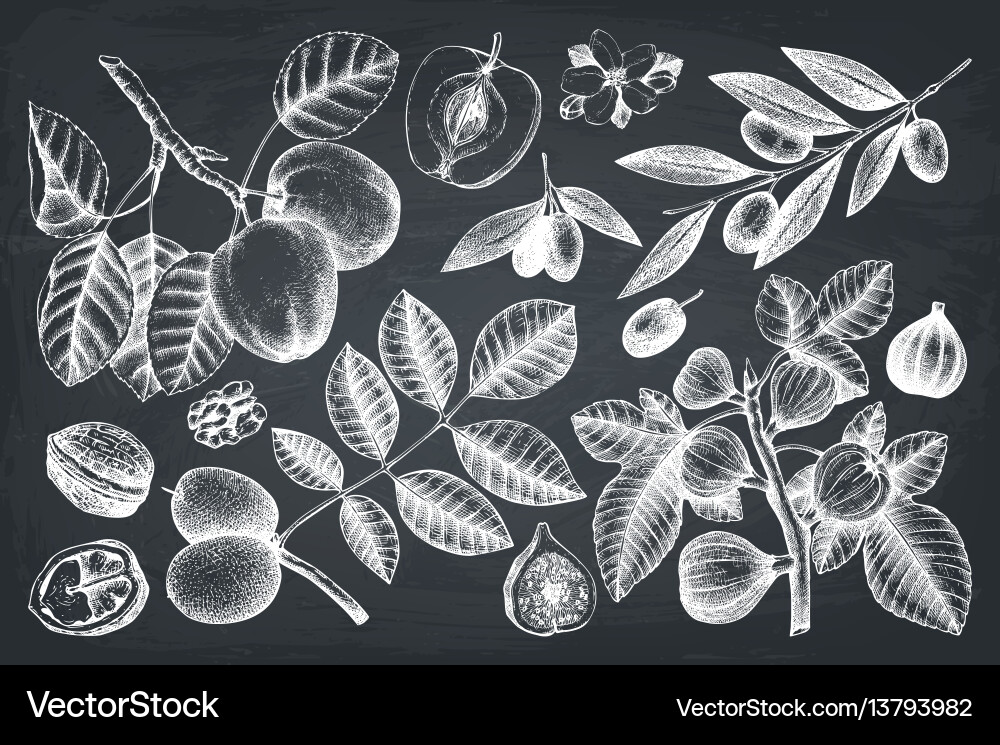 Sammlung von handgezeichneten Bäumen Lizenzfreier Vektor