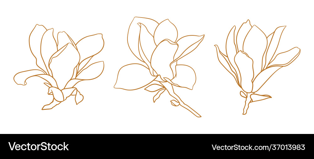 Set magnolia flowers with branches in gold Vector Image