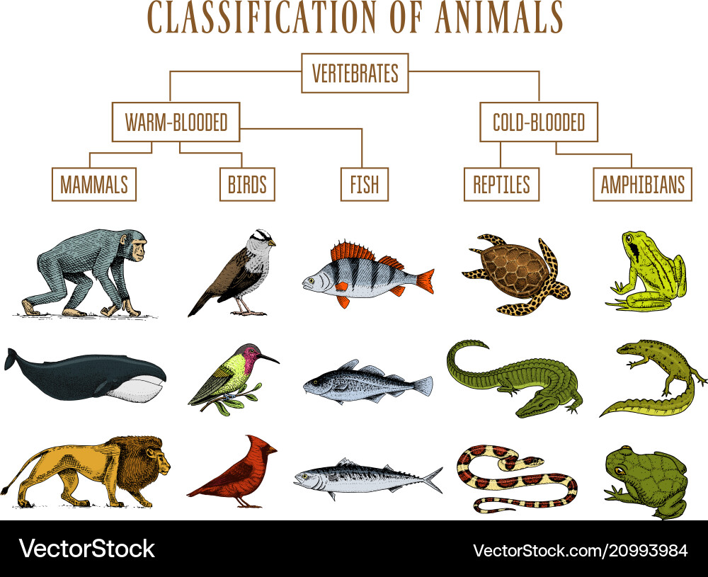 Classification of animals reptiles amphibians Vector Image
