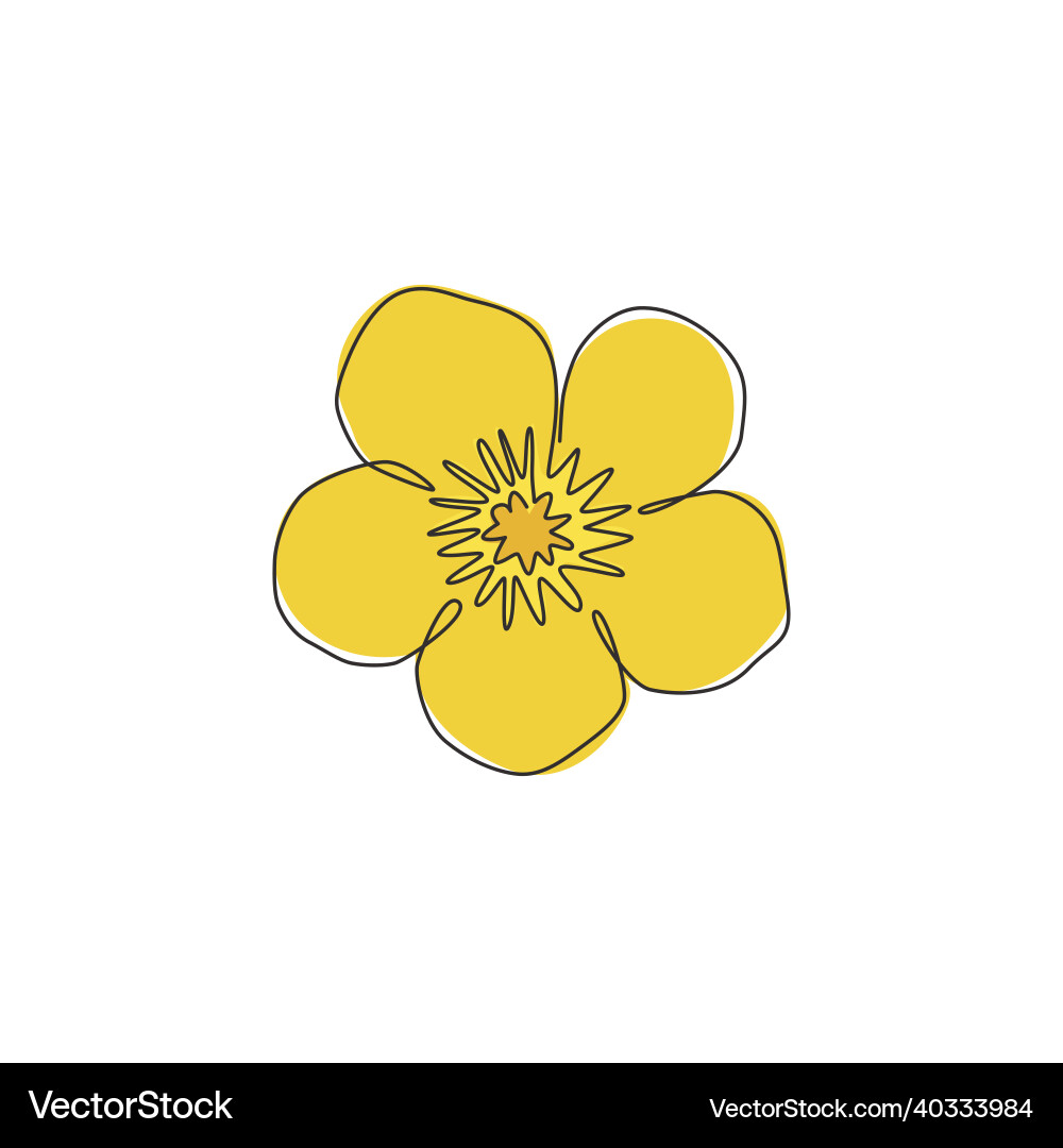 One continuous line drawing beauty buttercup Vector Image