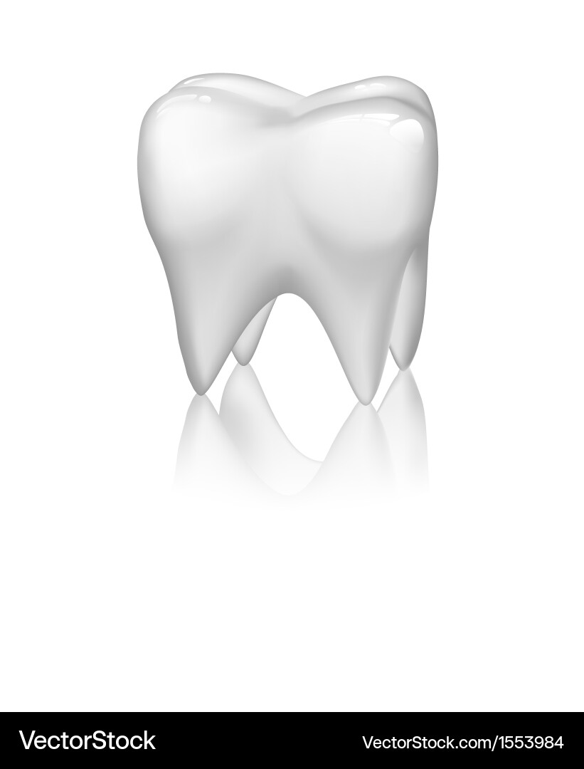 Tooth Royalty Free Vector Image - VectorStock