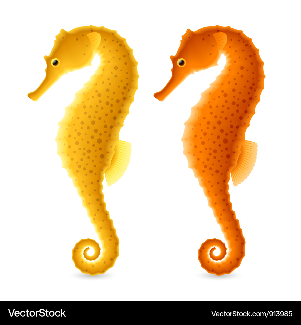 Seahorse Royalty Free Vector Image - VectorStock
